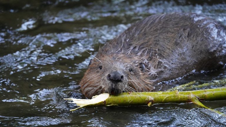 Animaux au Canada : découvrez la richesse de la faune canadienne - Ccaf ...