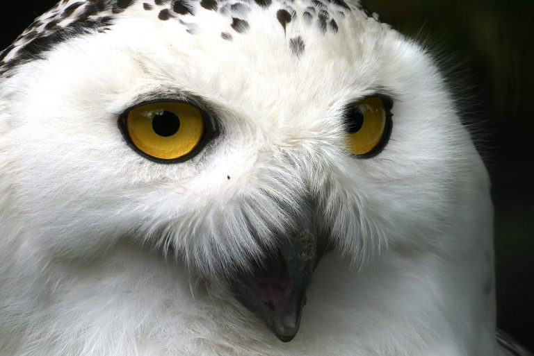 Animaux au Canada : découvrez la richesse de la faune canadienne - Ccaf ...
